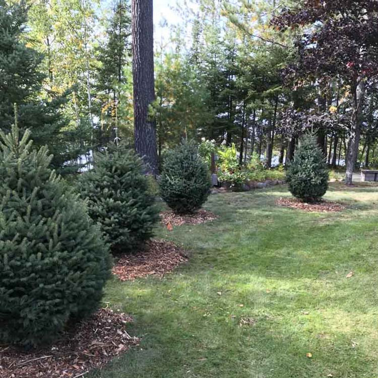 Tree Planting Services | Duluth & Hermantown, MN | Duluth Dirt